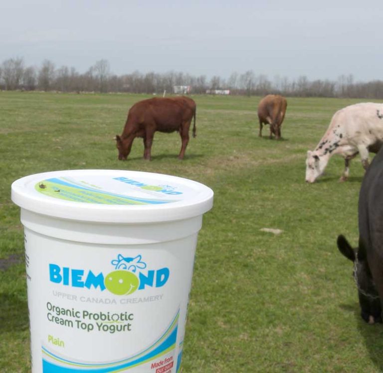 Yogurt_Cows - Upper Canada Creamery